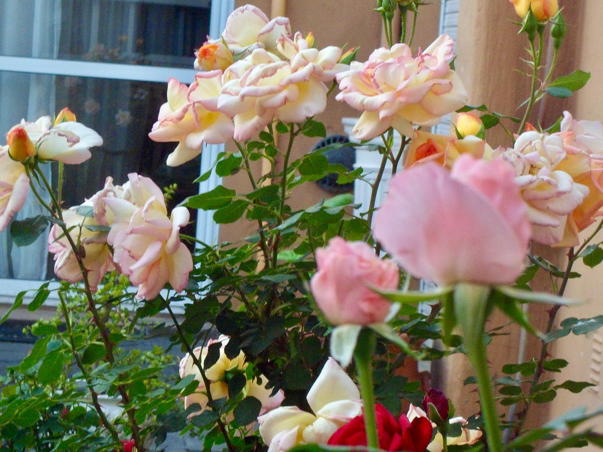 Mi rosa. ¡Qué lindas son las rosas! | by Sarah Elizabeth Müller | Medium