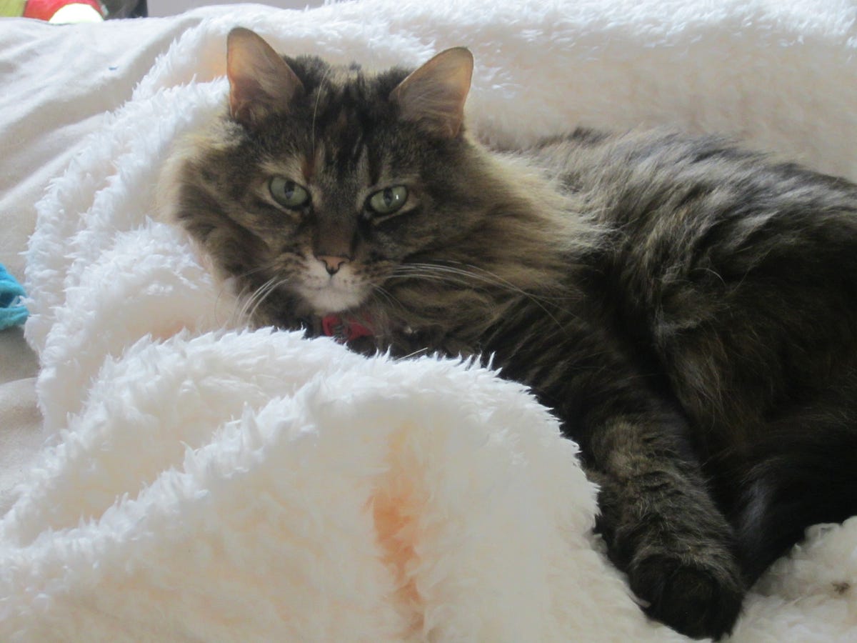 Cozy Cats in Winter. The nesting habits of my cats | by Nancy Parish ...