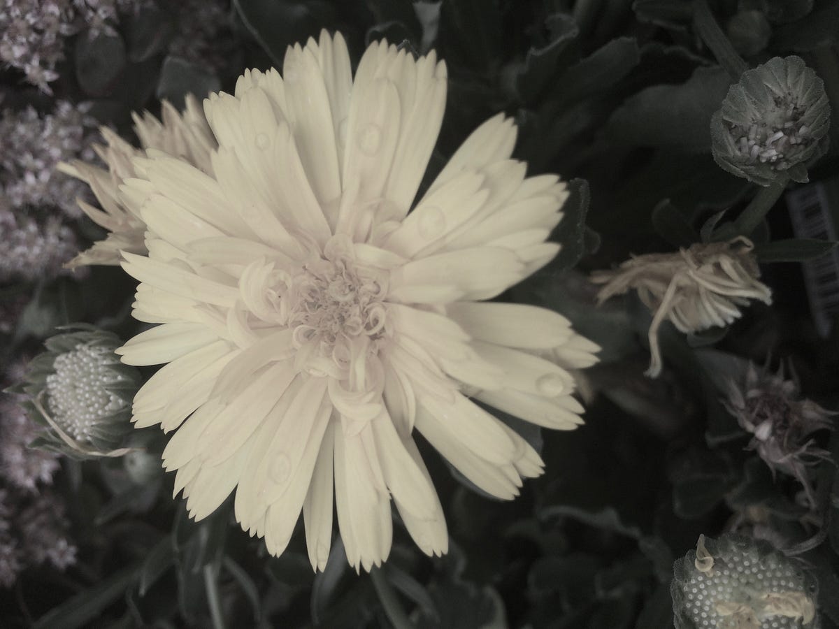 Samhain. Simi Ninati shares plants for… | by Sabat Magazine | SABAT ...