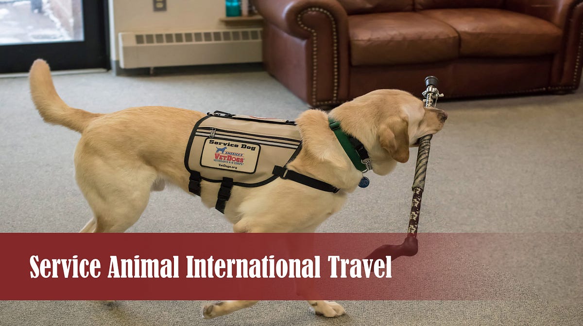 A Comprehensive Guide for Service Animal Letter, Know the Importance of ...