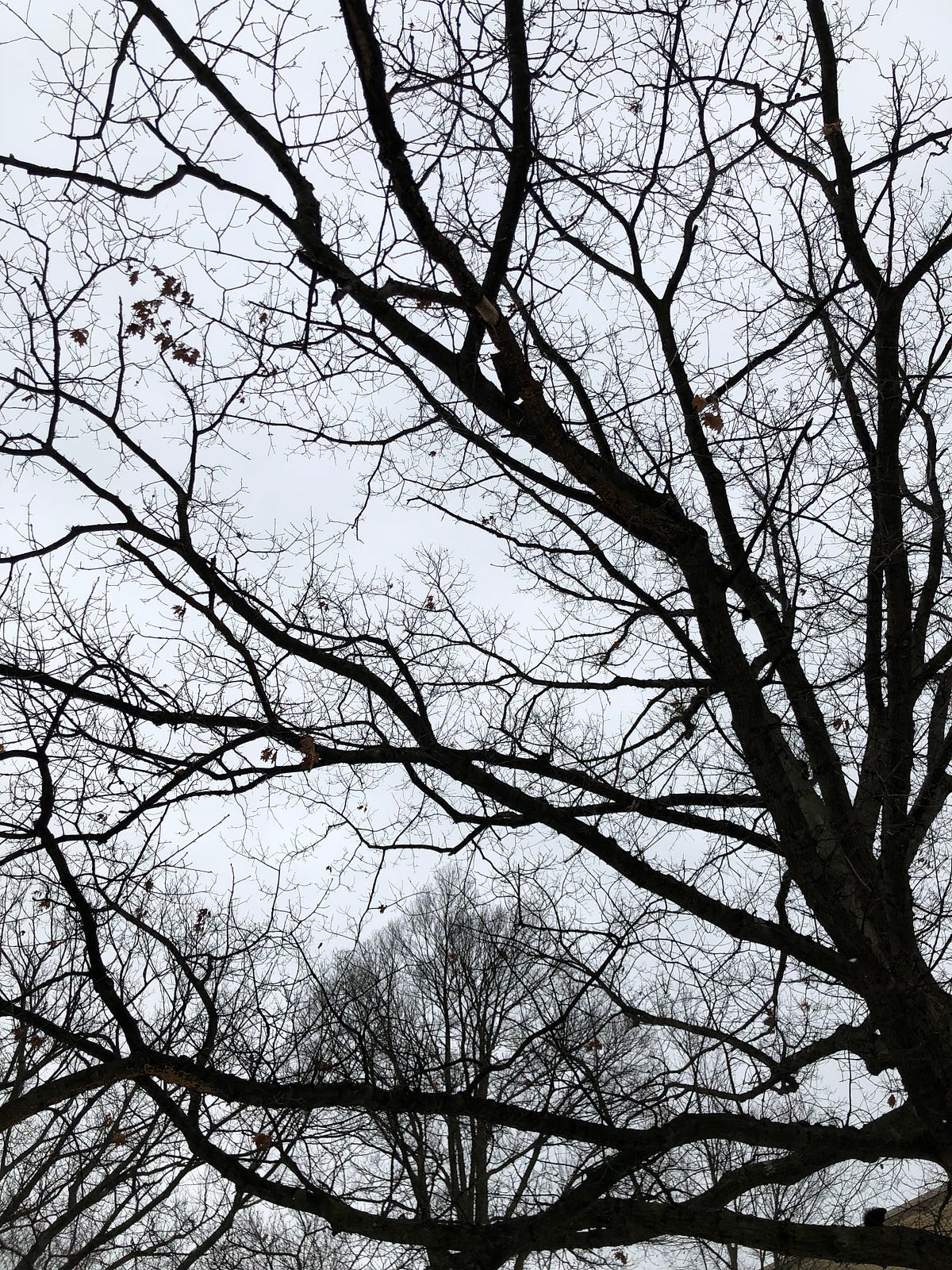 Wednesday.. Gloomy weather and decaying branches… | by Louis Erksa | Medium