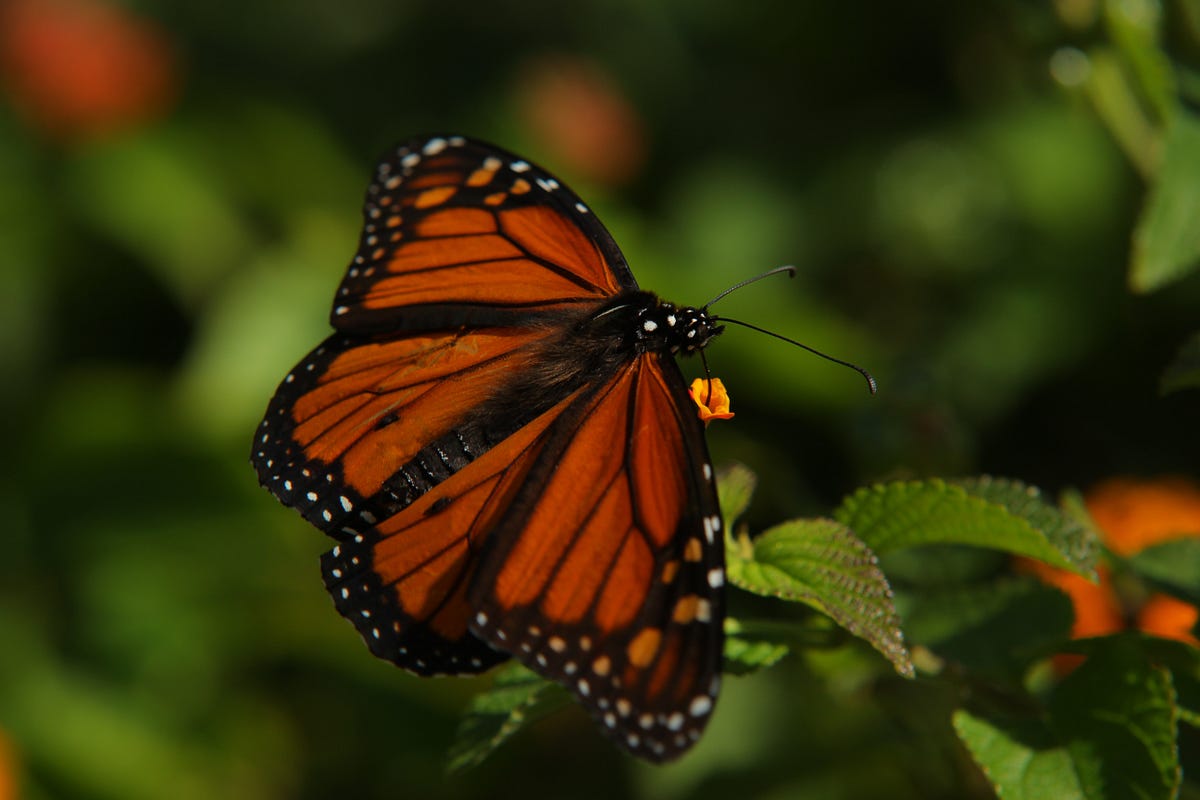 Transformation is Possible: Vegan Majority by 2050? | by Teja Ray ...