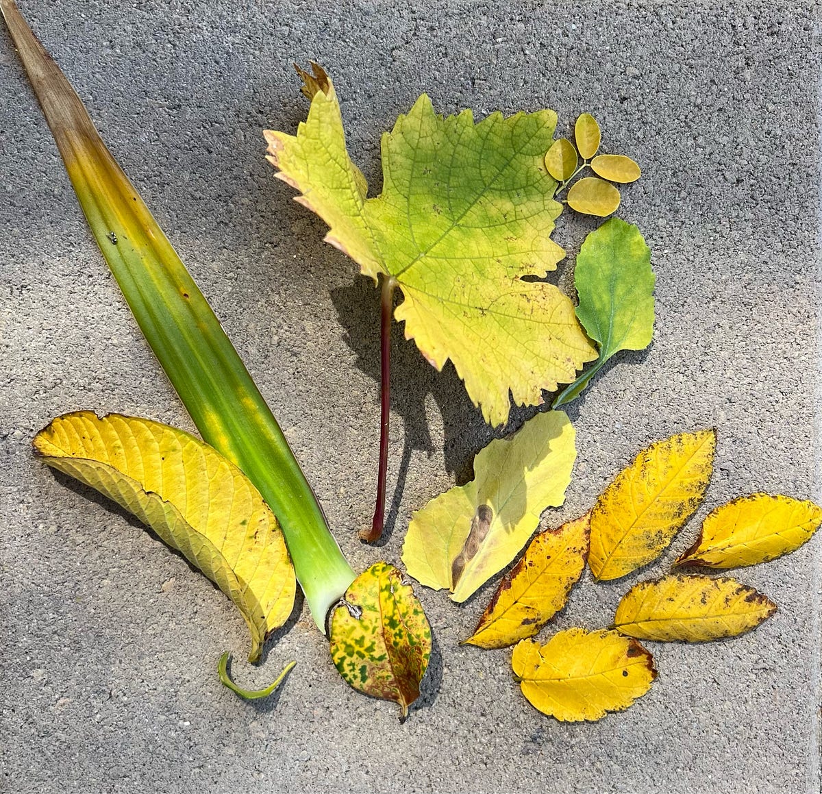 Autumn Leaves... As I see the colorful leaves fall | by Dr. Seema Patel ...