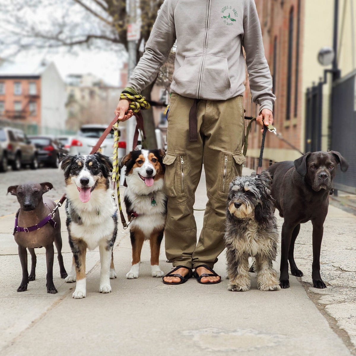 Best Dog Training Services in Brooklyn: Dog Trainers in Brooklyn | by ...