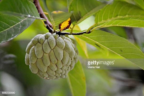 Custard Apple Tree Size