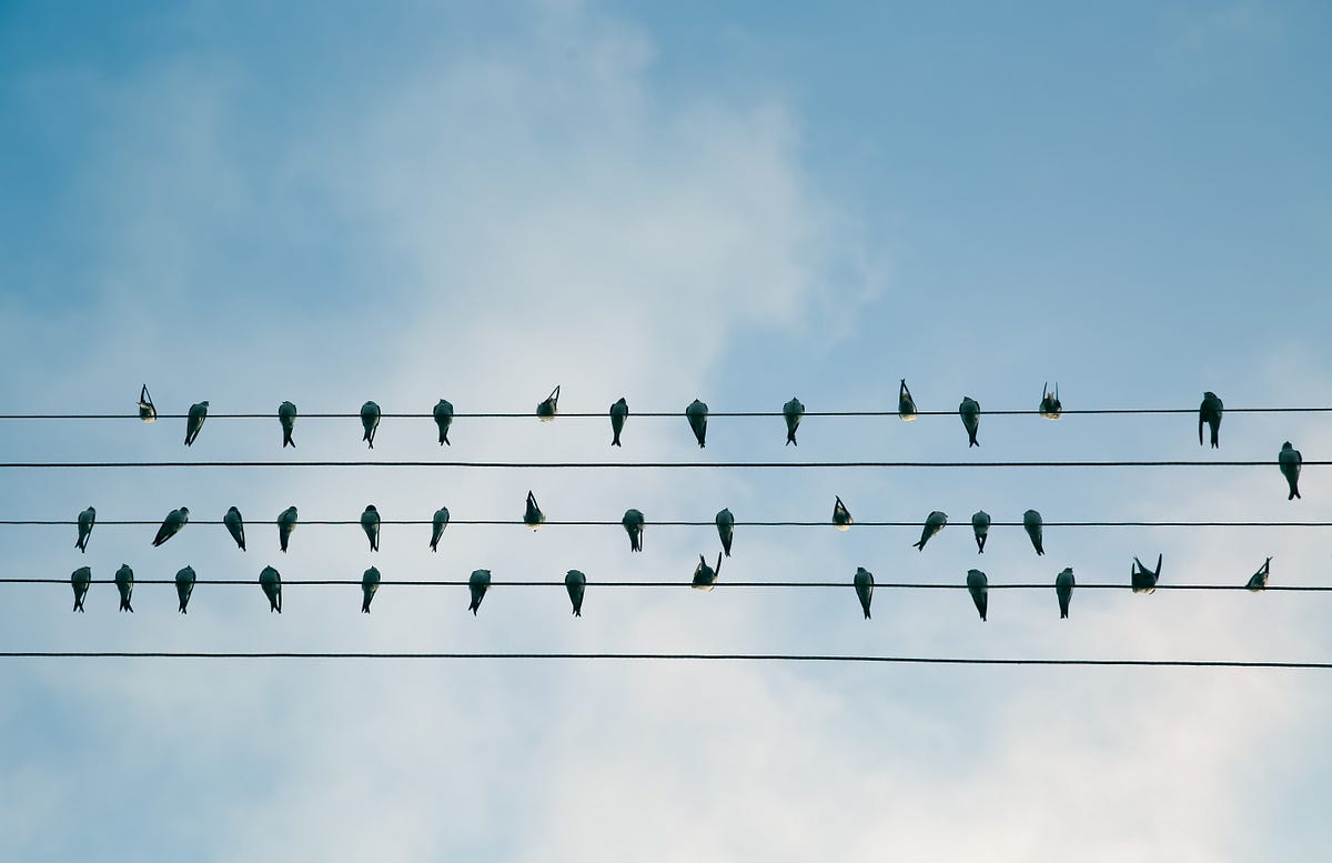 Birdproof Your Yard With These Easy Steps | by Megan Jones | Medium