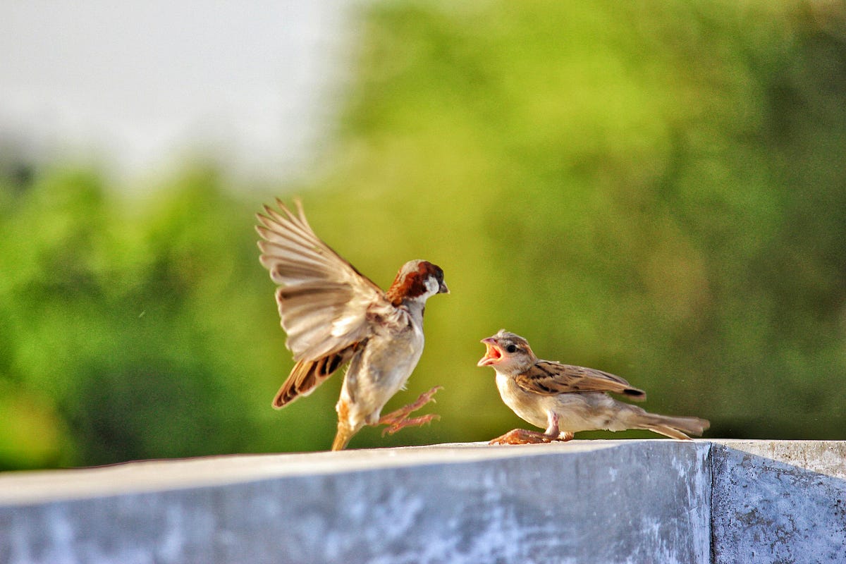 Two Troubled Souls, Part Three. Birds of a feather, but not together ...