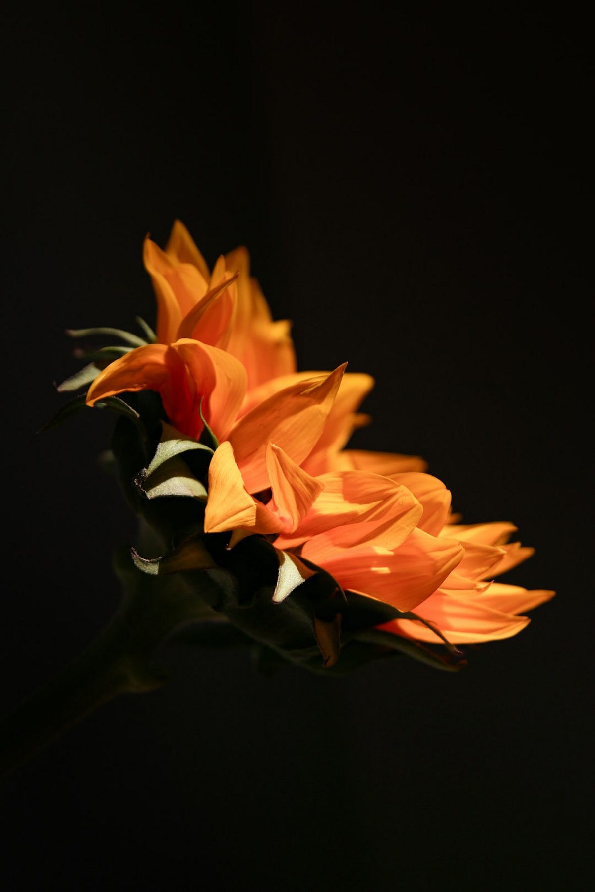 21 | by Ojochenemi oruma | Medium