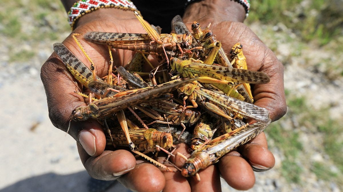 Locust Dreams. When I was 7 years old the other girls… | by Gregory ...