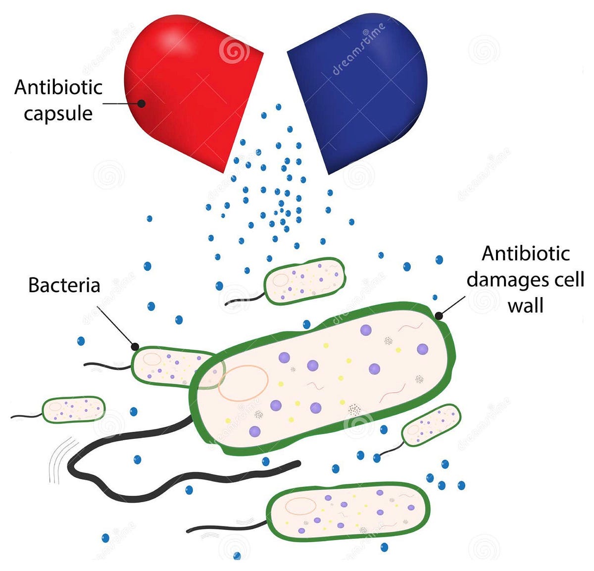 The Discovery of Penicillin: What is it, where does it come from, and ...