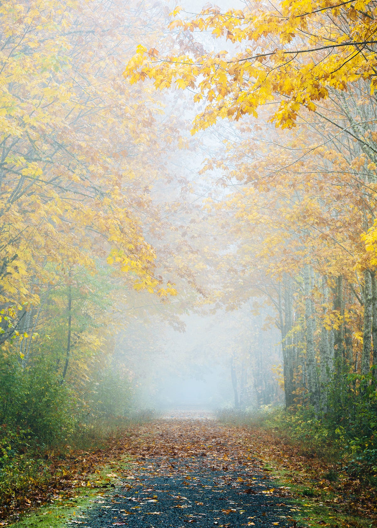 Keeping Fairy Tales Alive. A magical haiku | by Alice Evergreen | Medium