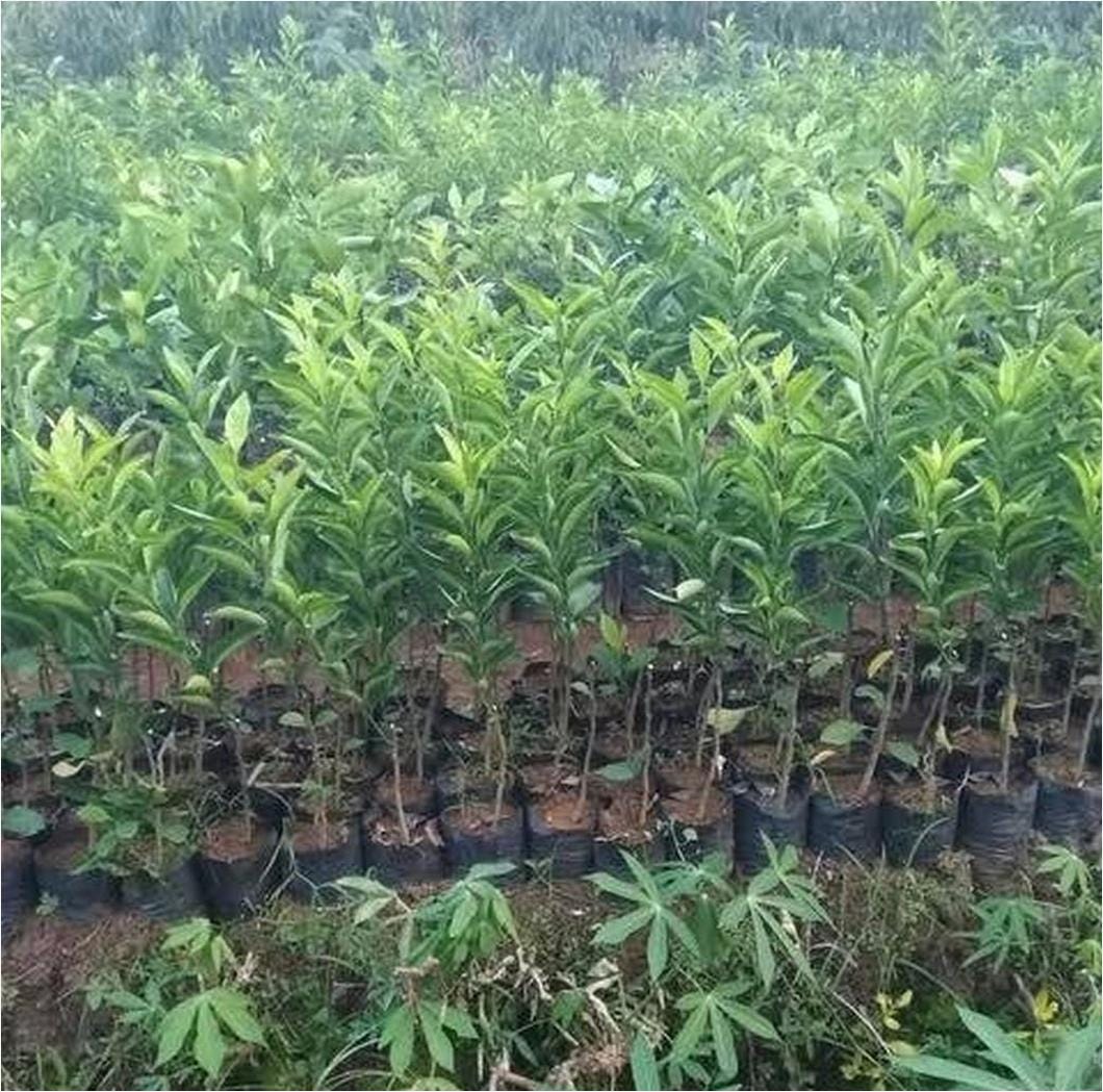 Bibit Jeruk Batu 55 Keprok Gianyar Berkualitas | by Jasmin Buah | Medium