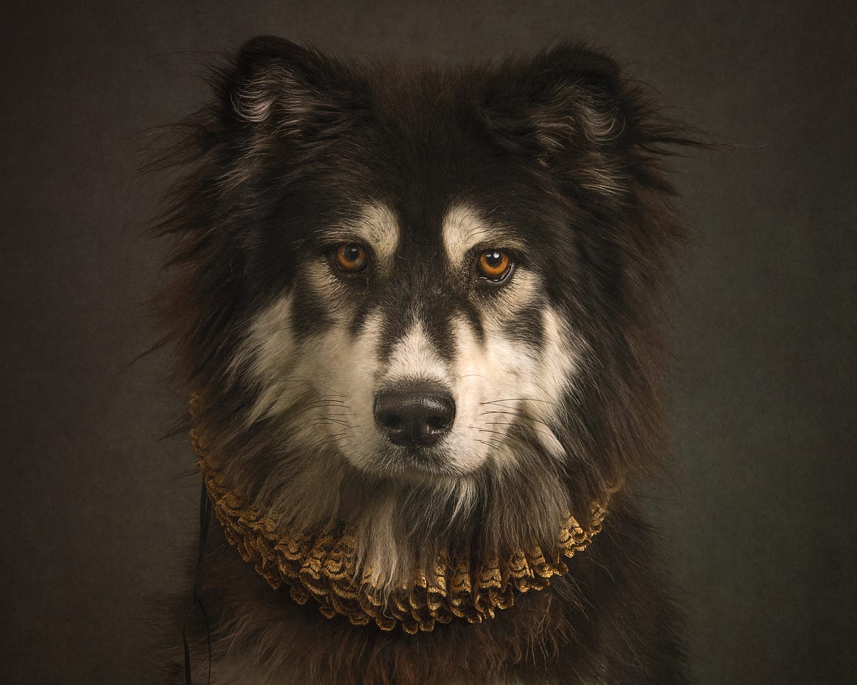 “Beautiful Beasts” and “Lockdown Dogs” | by Diana Lundin | Mar, 2026 ...