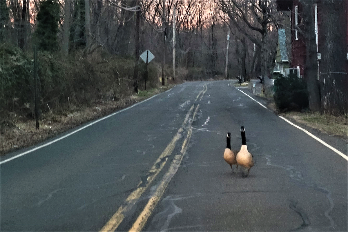 Charging Geese. March Six Word Photo Story Challenge… | by K. Barrett ...