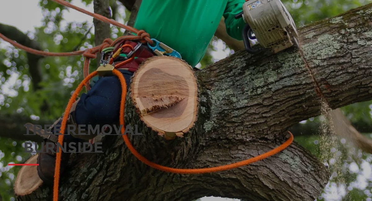 Tree Removal Burnside - Aplustreelandau - Medium
