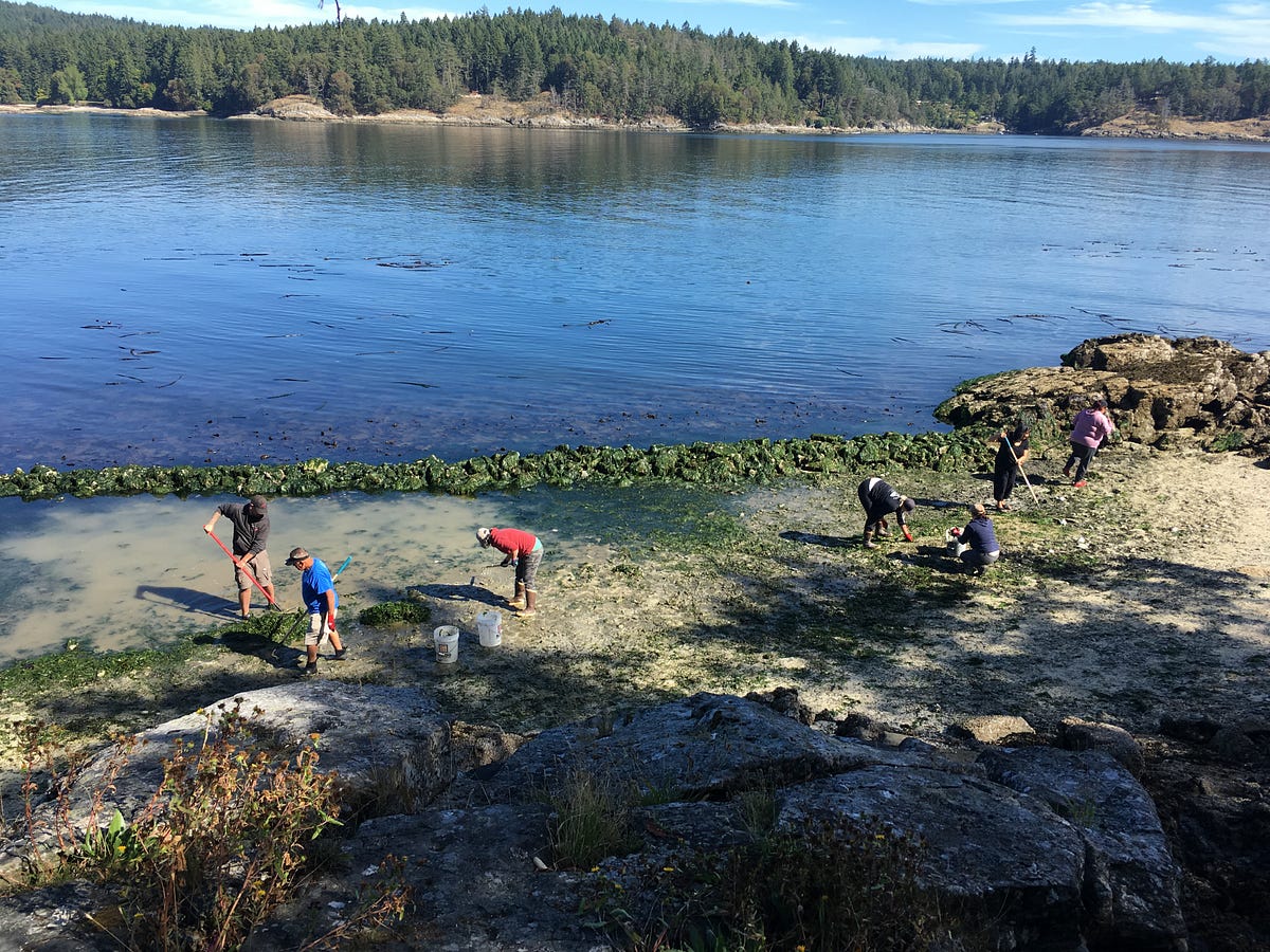 Growing Resiliency with Clam Gardens: | by Voices for Clean Water ...