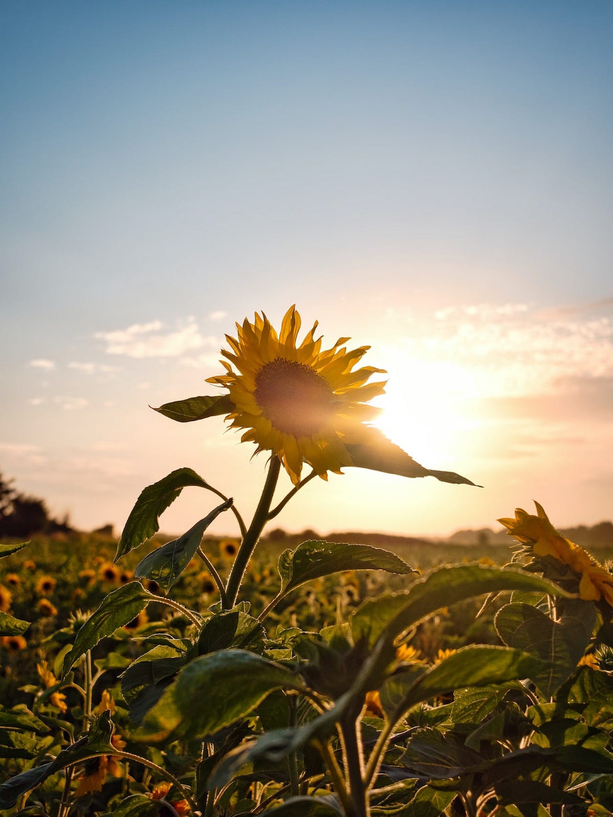 Our Journey to Grow. Heliotropism is the scientific name… | by Bahri O ...