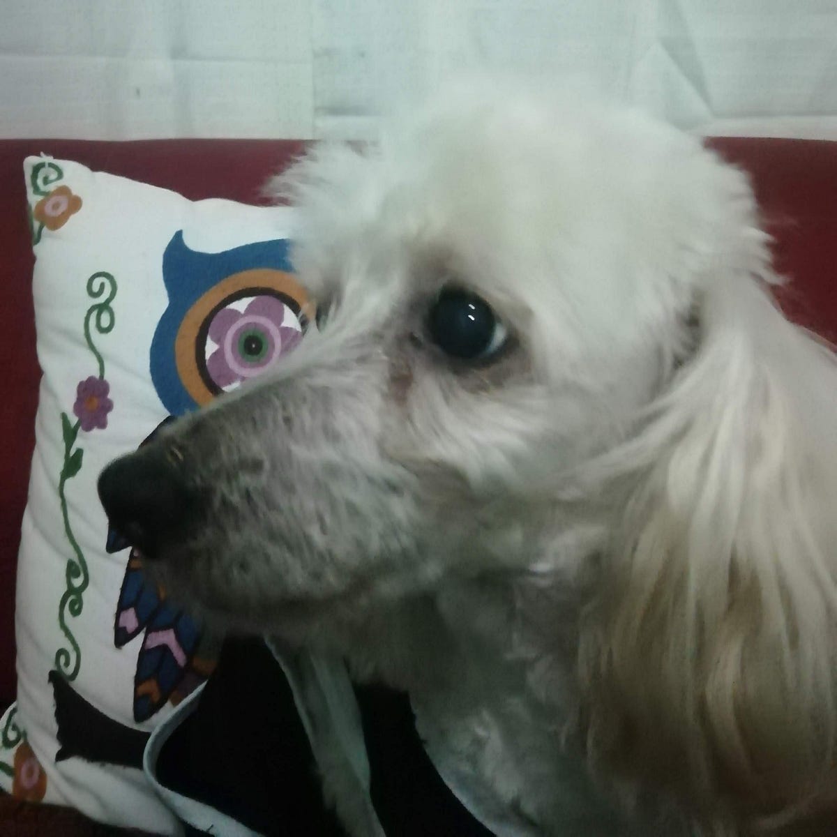 Mi despedida para Benji…mi perro especial | by Magabycalvo | Medium