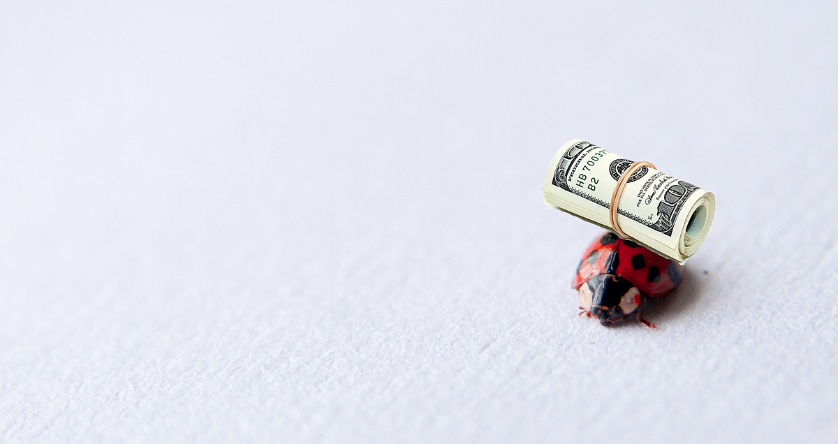 New Study Confirms Ladybugs Can Save You Money | by Tim Jack Wilkins ...