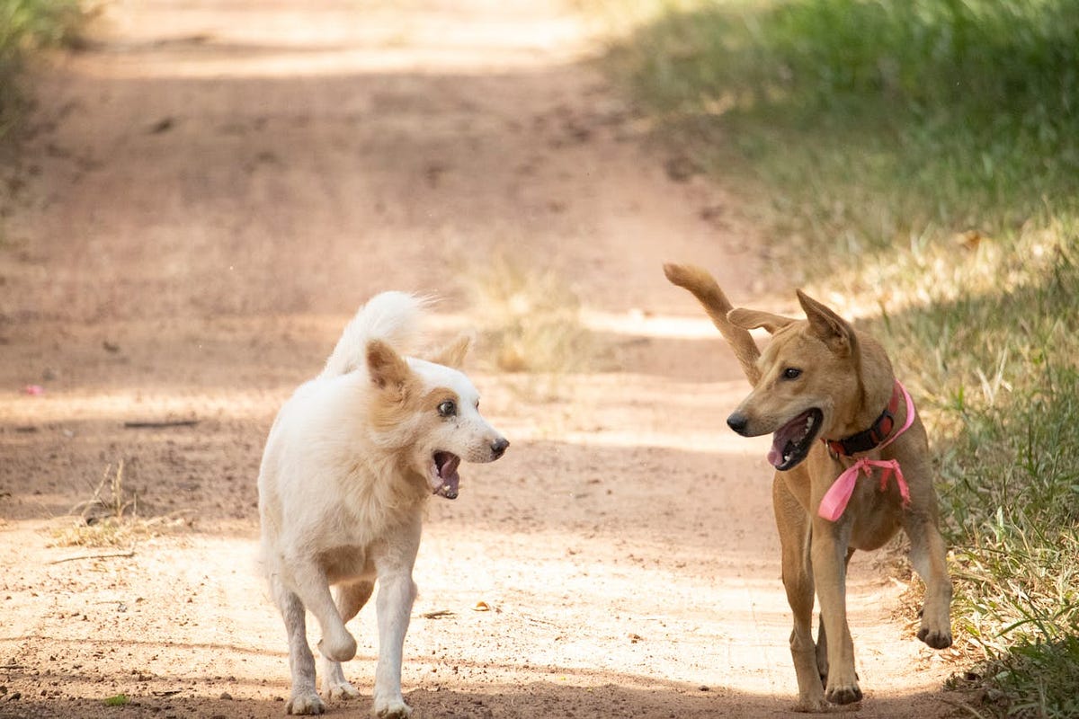 Woofing It Down: The Hilarious Tale of How Wolves Became Our Best Fur ...