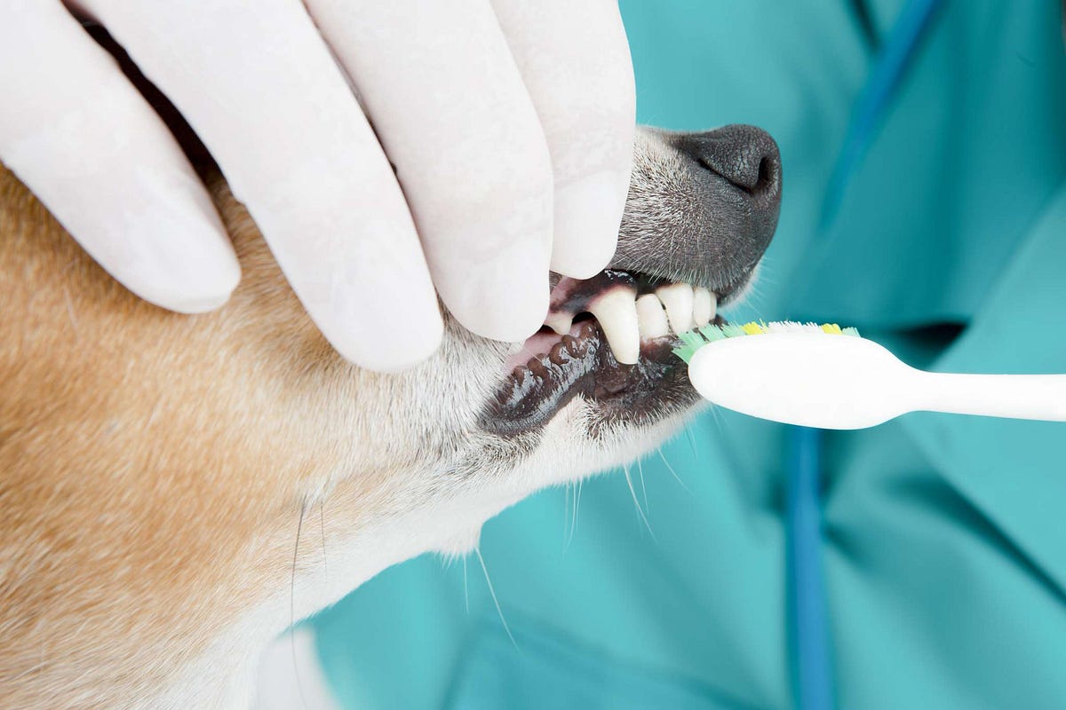 The Importance of Pets’ Dental Care: A Guide to Maintaining Healthy ...