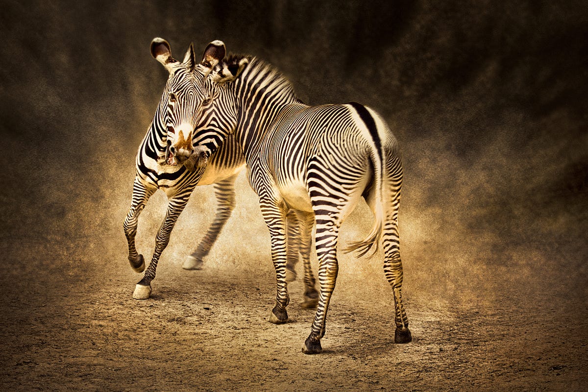 SmugMug Spotlight: Robin Griggs Wood | by SmugMug | SmugMug
