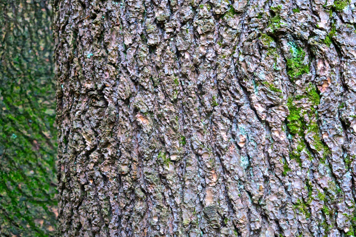 Living Textures. Texture Challenge | by David Wade Chambers | SNAPSHOTS ...
