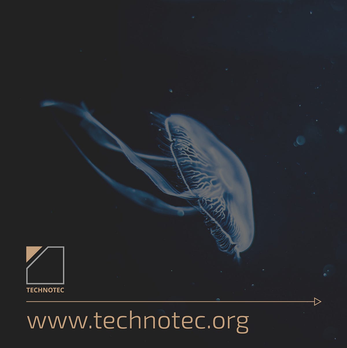 How to generate energy from jellyfish? Renewable energy of a brand new ...