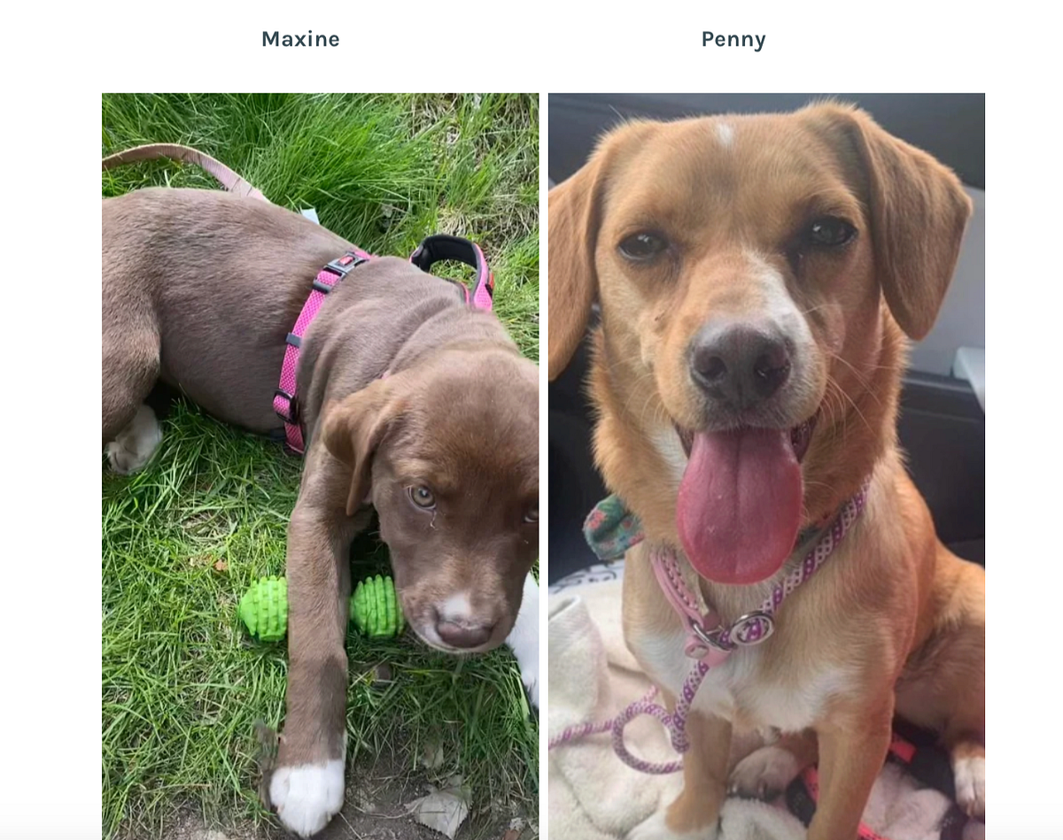 Why Fostering Pets Is Important and Why You Should Try it Too | by ...