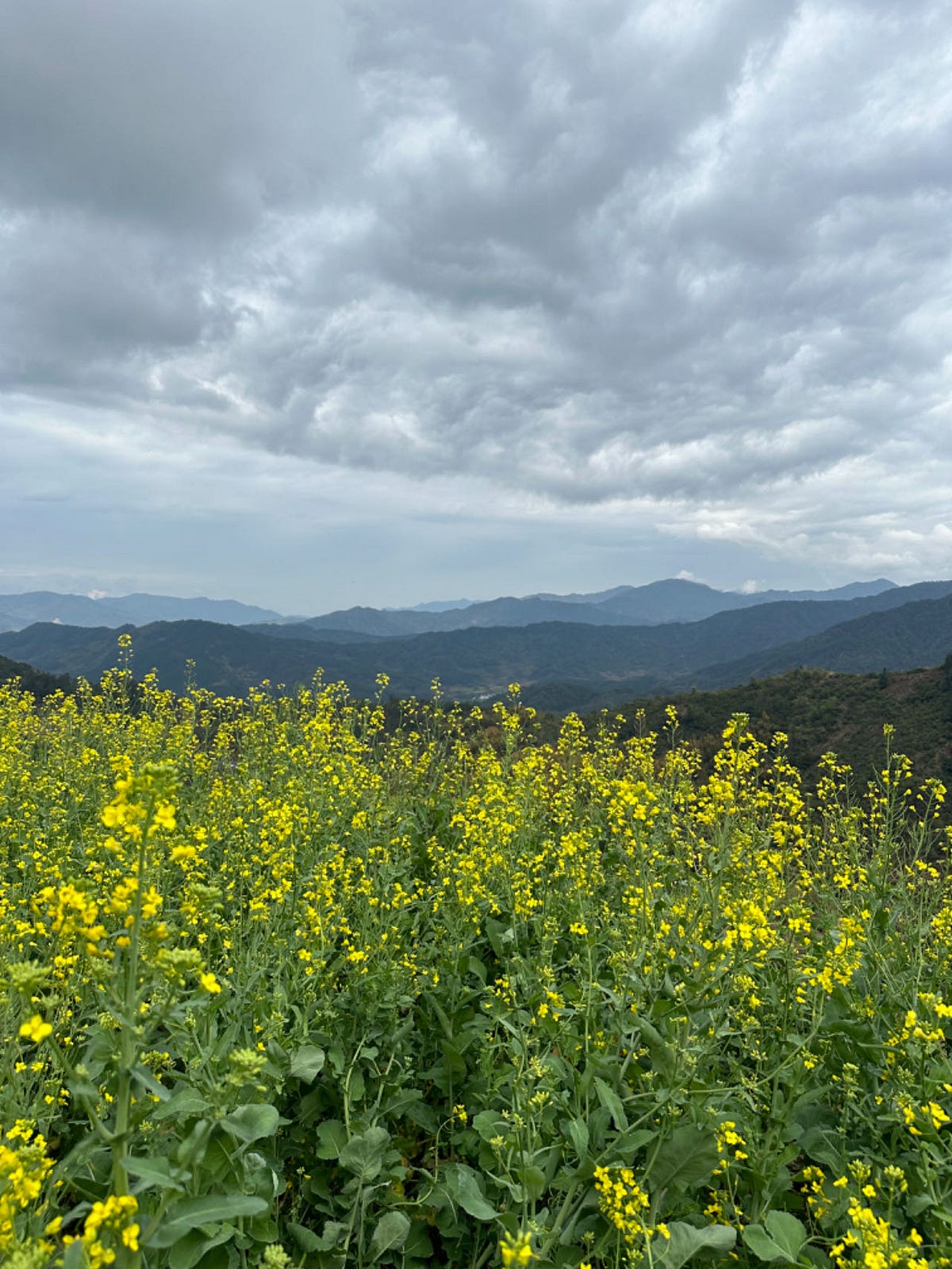Daodejing Chapter 32: Know Where To Stop | by Paul Dotta | Medium