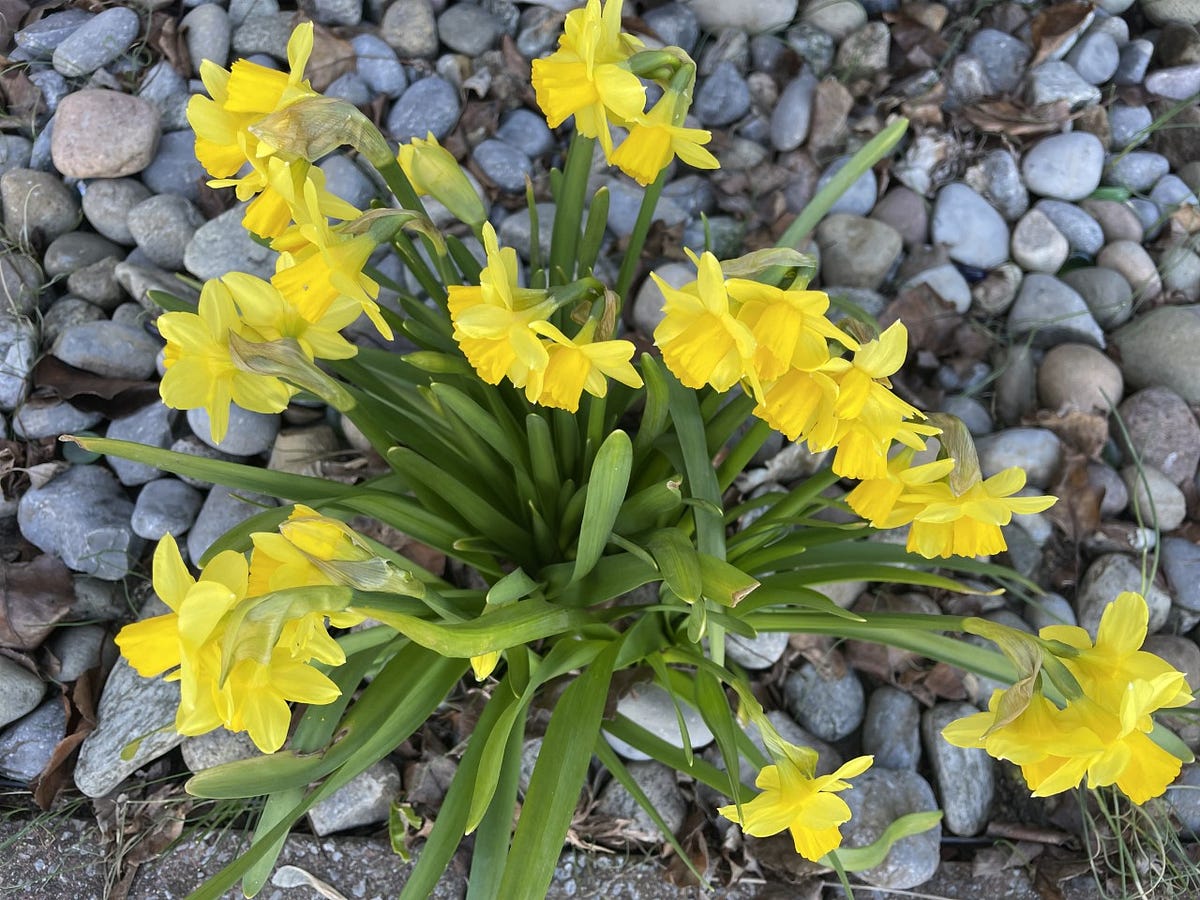 Daffodil Spring Blooms - Six Word Photo Story Challenge - Medium