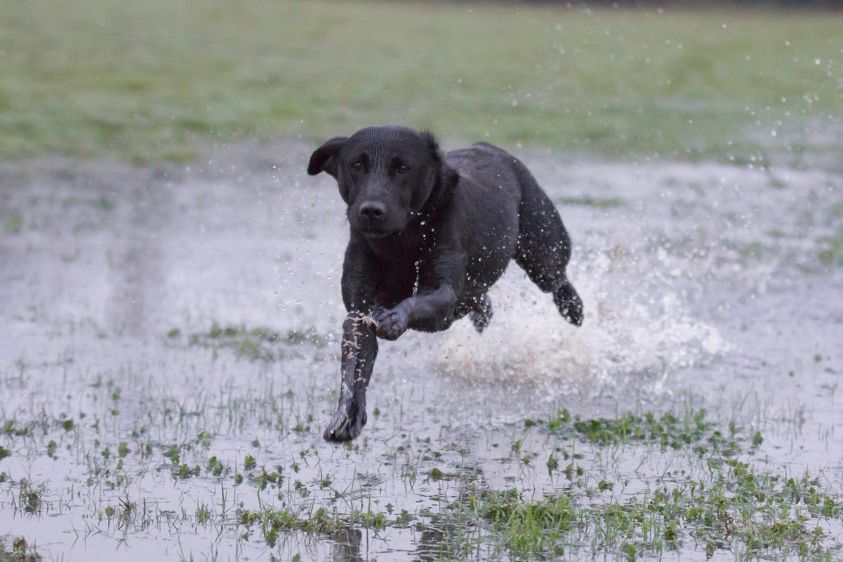 The Art of Running With a Stray Dog | by Jill (Conquering Cognitions ...