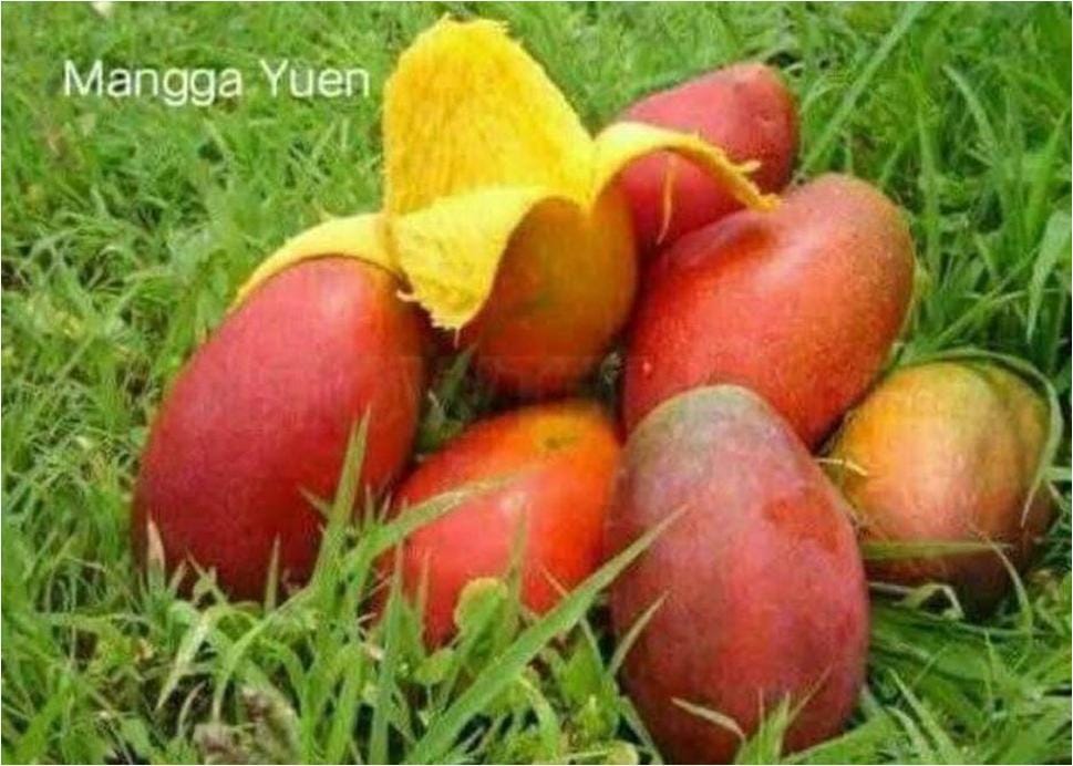 Bibit Mangga Yuwen Wonosobo Terbaik | by Itangnursery | Medium