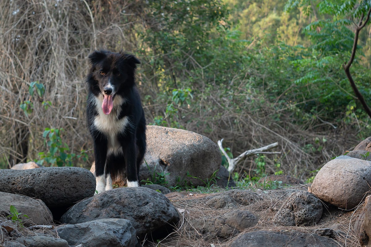 Black & White Sheepdog. Black n White Sheepdog (Poem) | by Deborah ...
