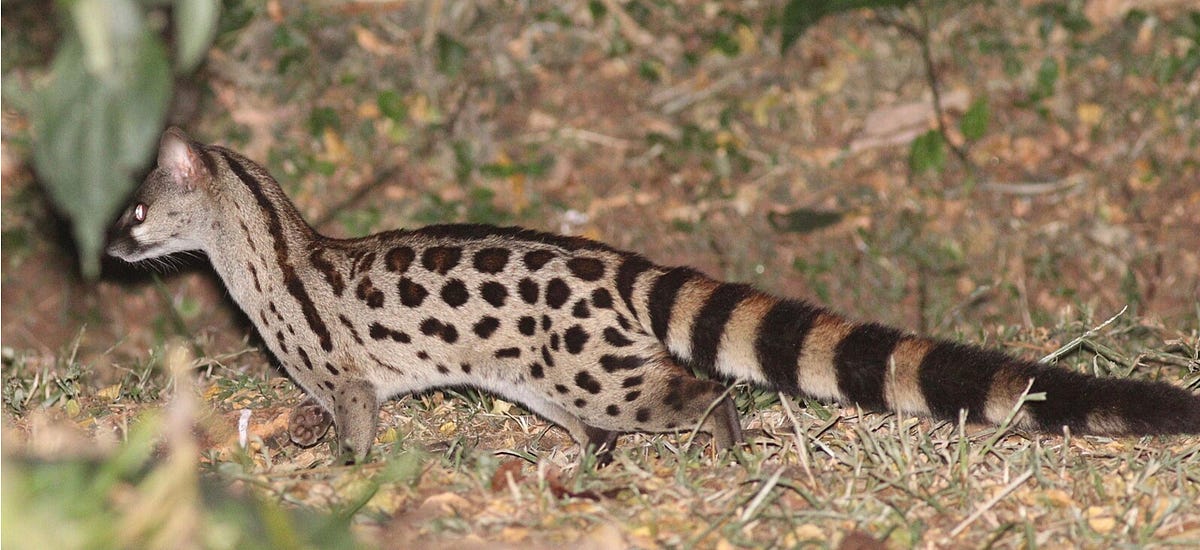 GENET. The storm was violent Thunder and… | by Maureen McConaghy | Medium