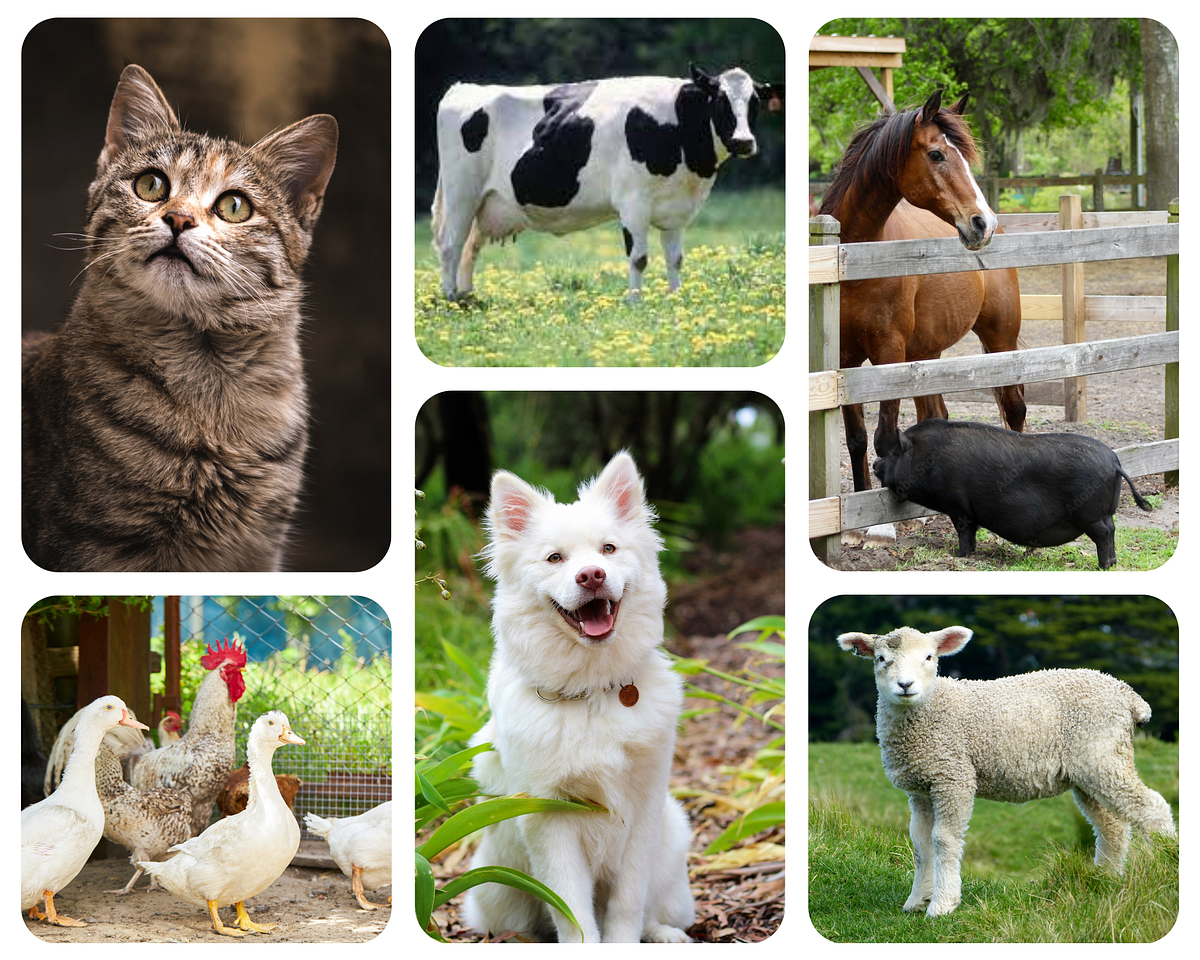 Importance Of Domestic Uses Of Animal | by Abbas Ali | Medium