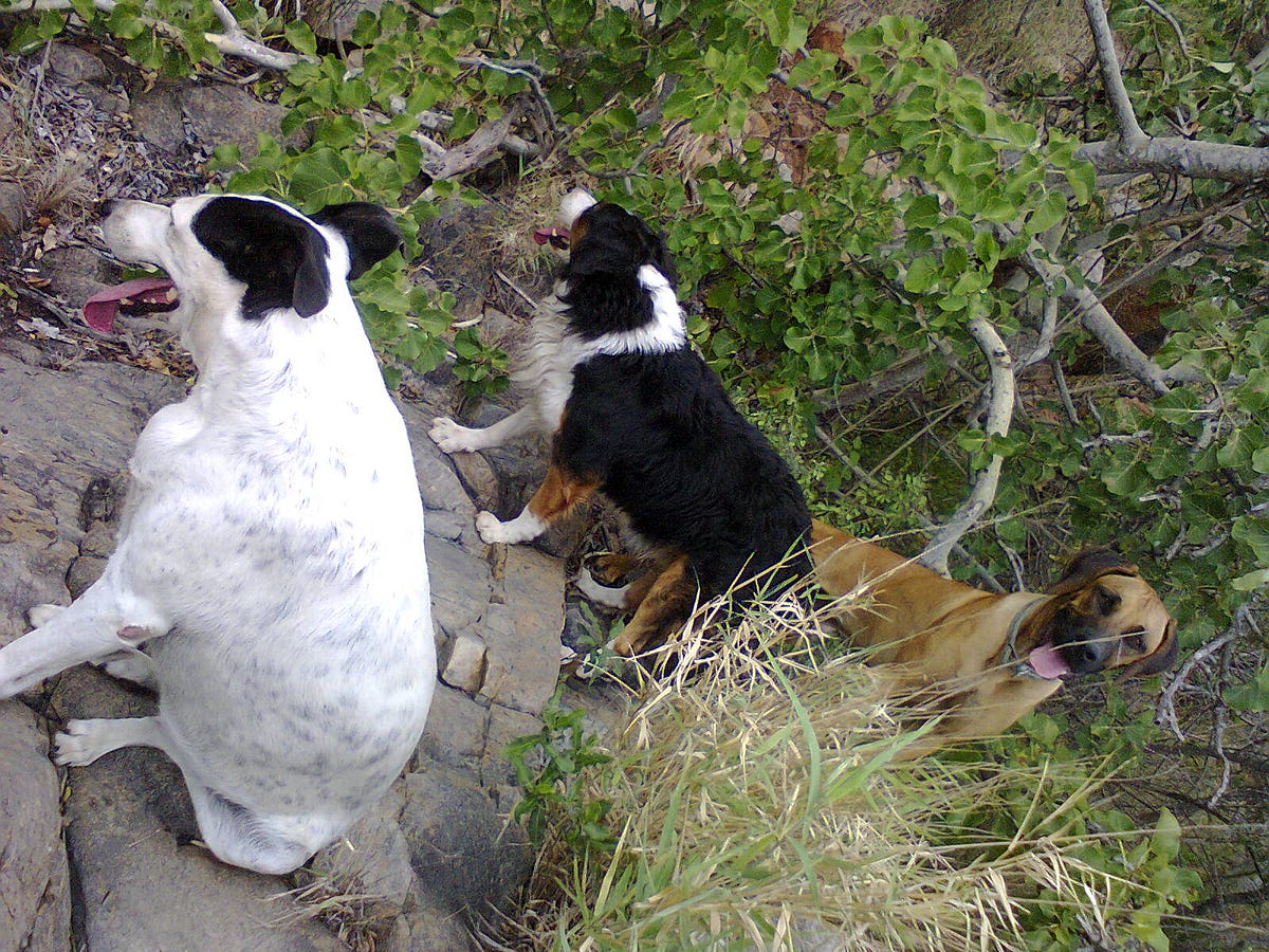 UNDO: 36. Rabbit. The Macabre, Gruesome, Horrifying And… | by Leigh-Ann ...