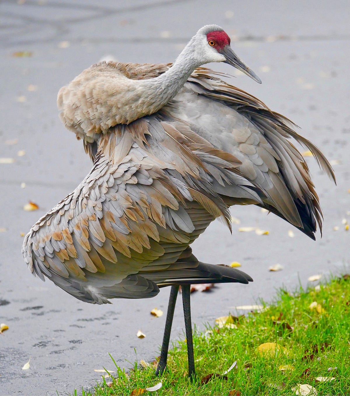 Symbolic Meanings of Cranes. I discovered that not everybody in my ...