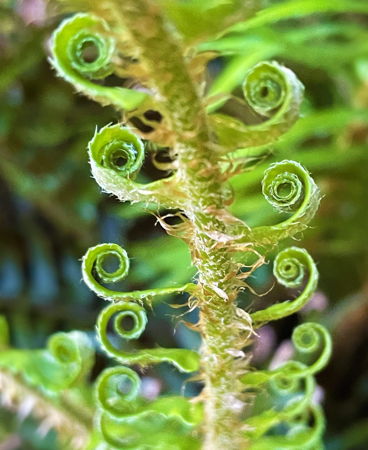 The First Principles of Regeneration | by Adam French | Age of ...