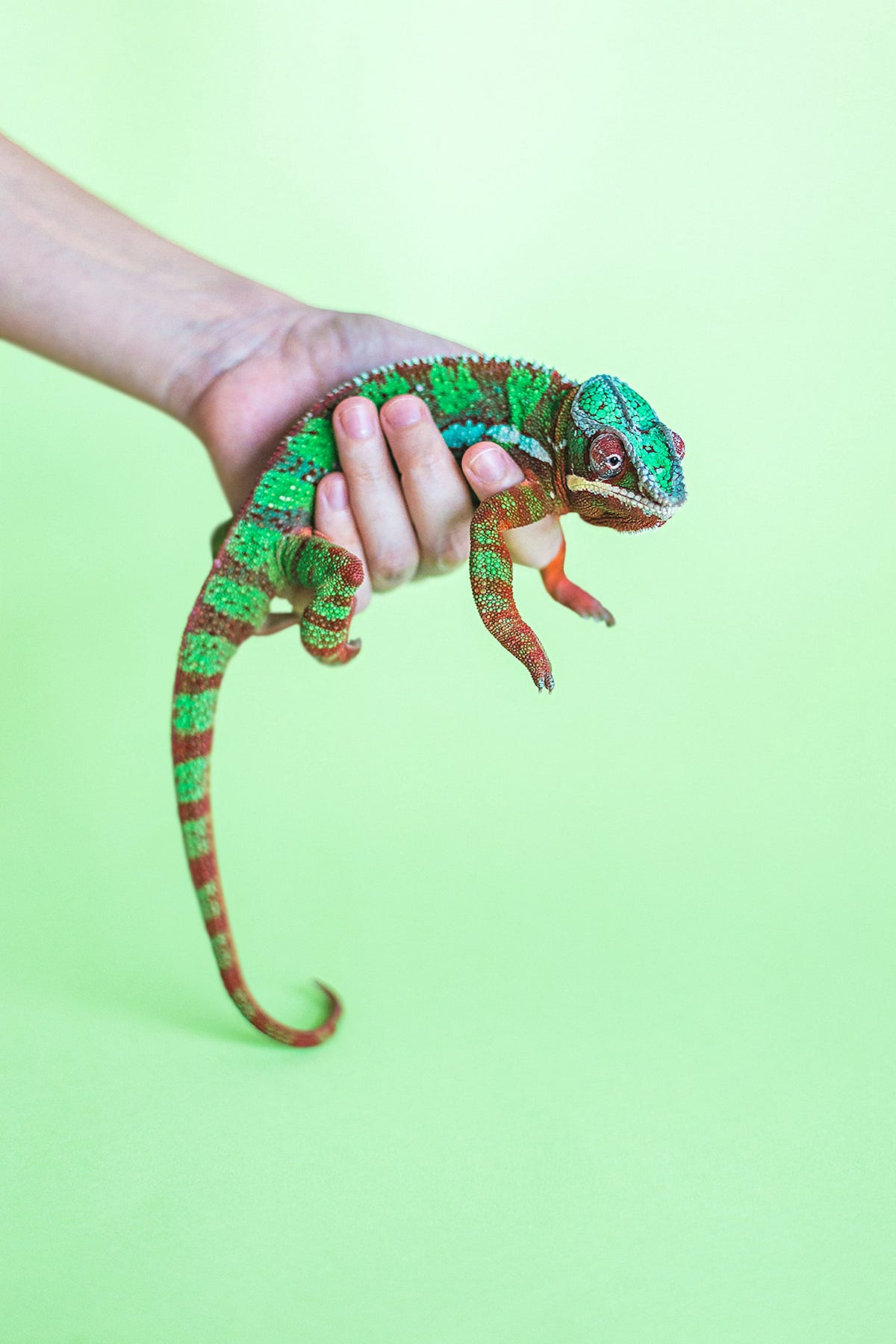 These 5 Micro-skills Give You Career Agility | by Jade McAndrew-Barlow ...