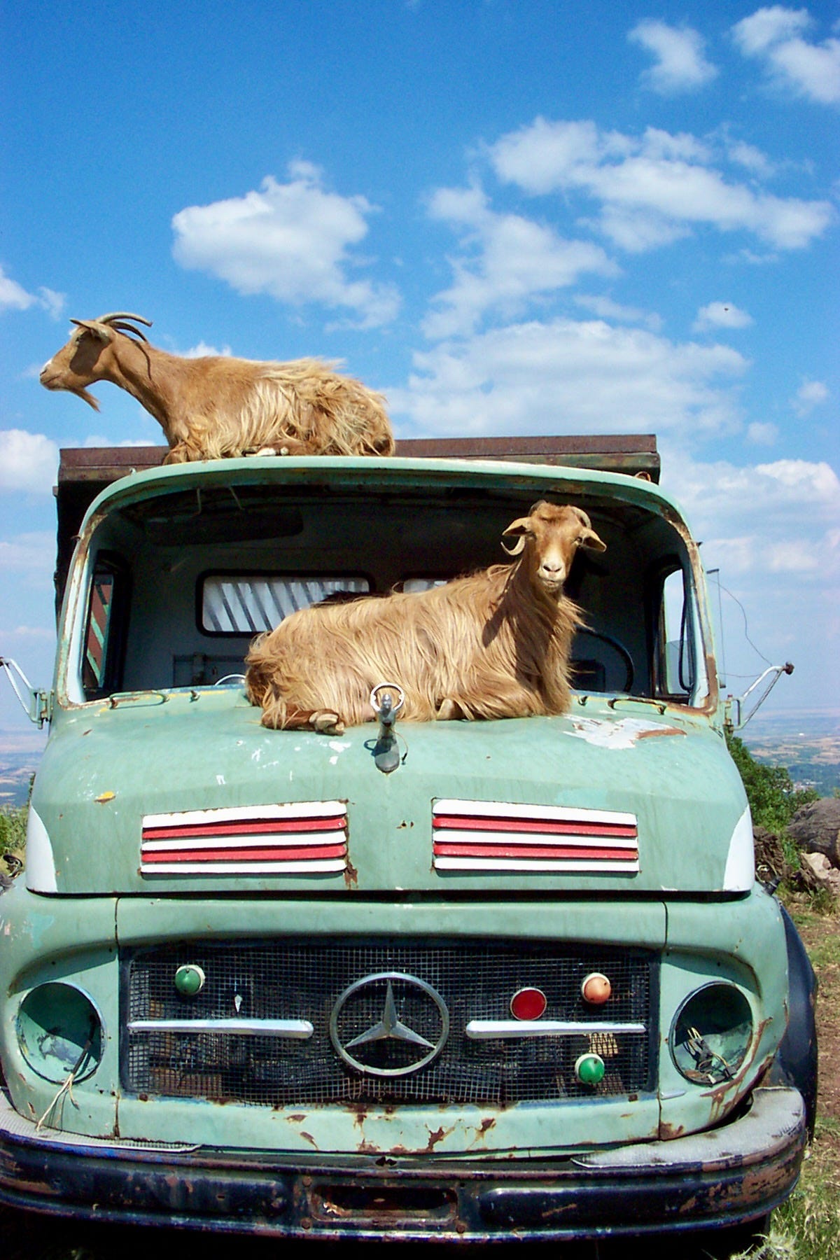 The Dairy Nation of Greece-Goat-Powered Since Forever | by Wild Fig ...