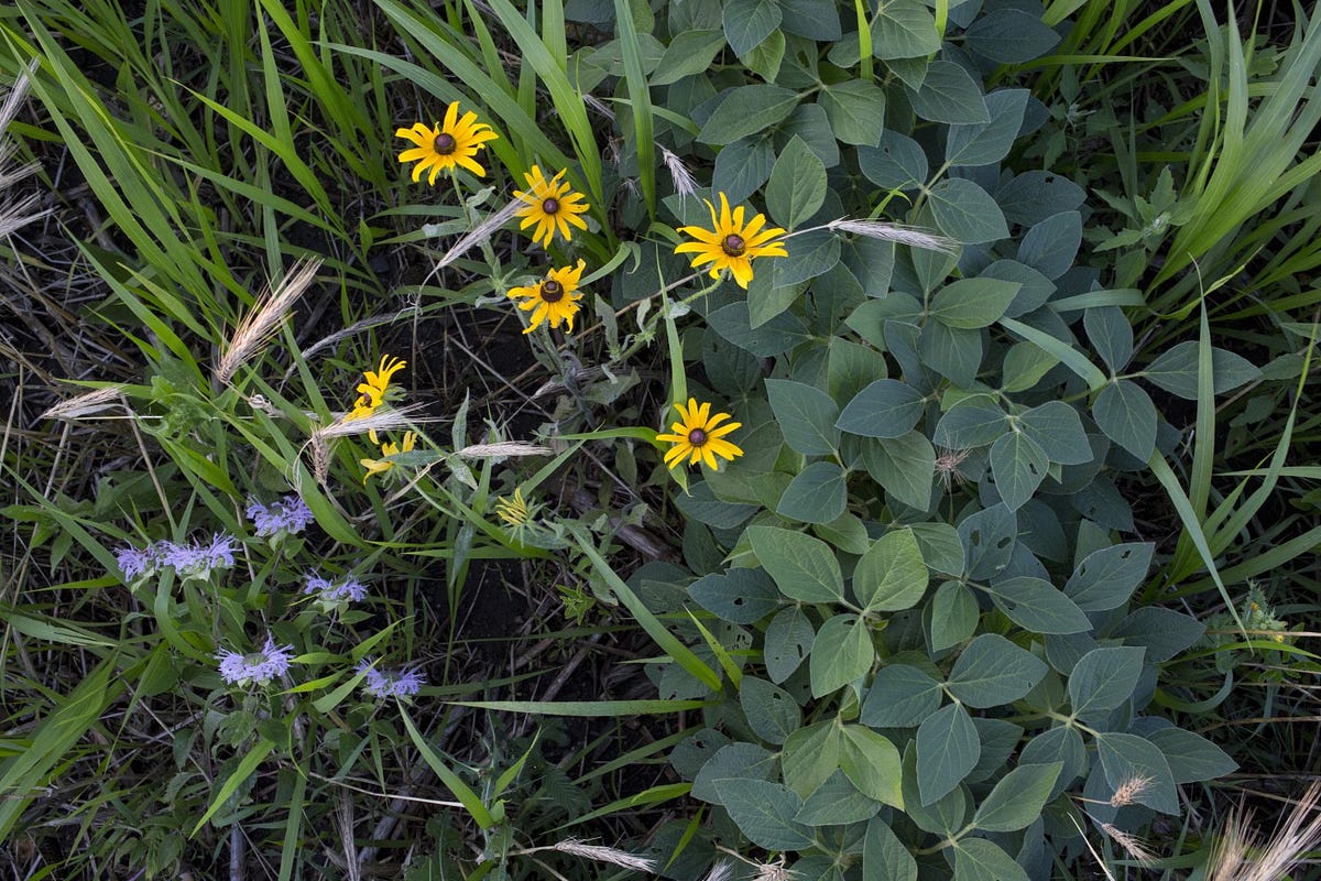 Time to Bring the Prairie Back. ‘WRIGHT COUNTY, Iowa — There’s a wild ...