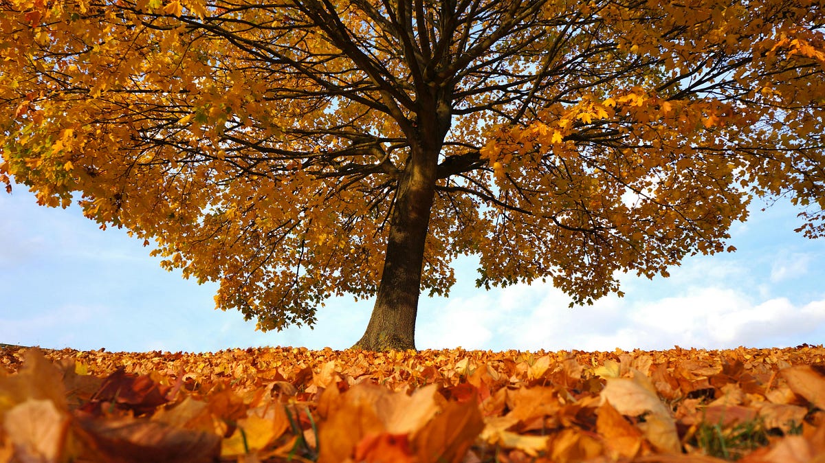 “Abundance, Where Are You?”. This poem is for anyone navigating the ...