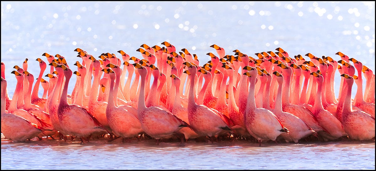 Weekend Diversion: The Physics of Flamingos | by Ethan Siegel | Starts ...