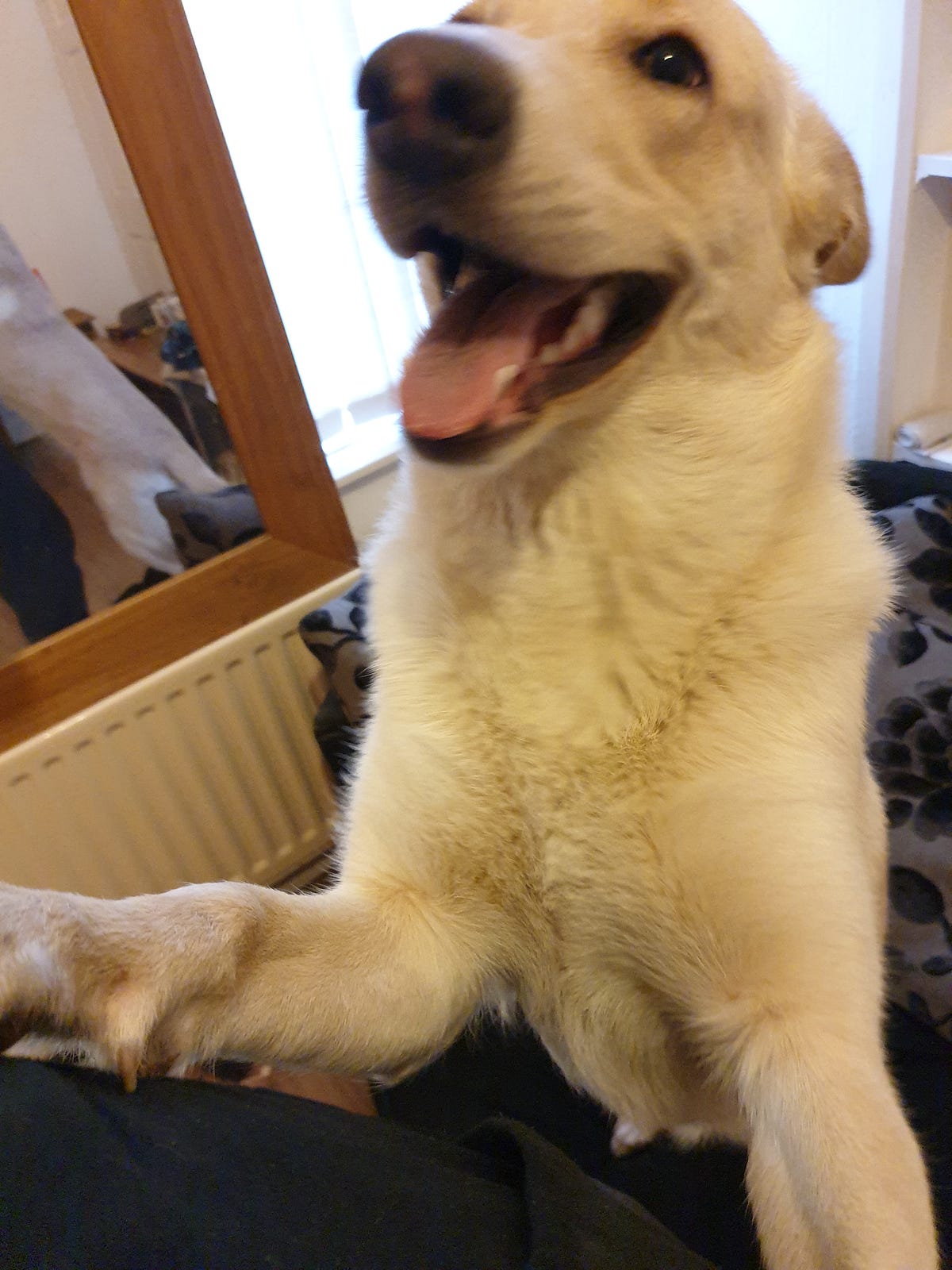 My dog’s monologue. “My name is Robin. I’m a Belgian… | by ...