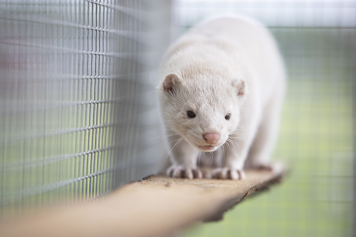 Mink-Coronavirus “Cluster-5”: Why Experts Want to Quickly Eradicate It ...