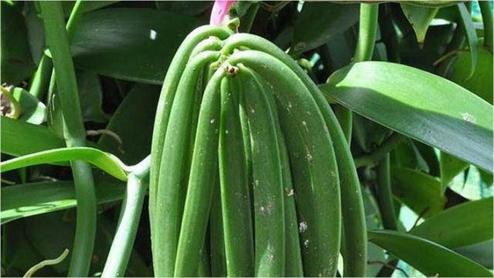 Ready Stock Bibit Vanili Tahitiens 30Cm 3Ruas Cutting Vanilla Paneli ...