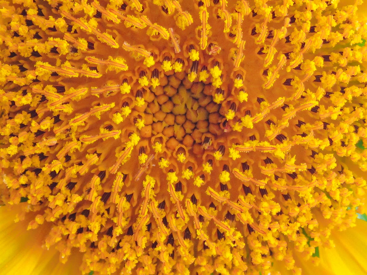 Pollen monitoring with artificial intelligence | by Binary Dreams | Medium