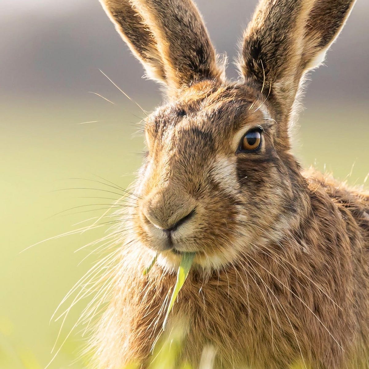 Rabbits and hares are part of the same family Rabbits and hares are ...