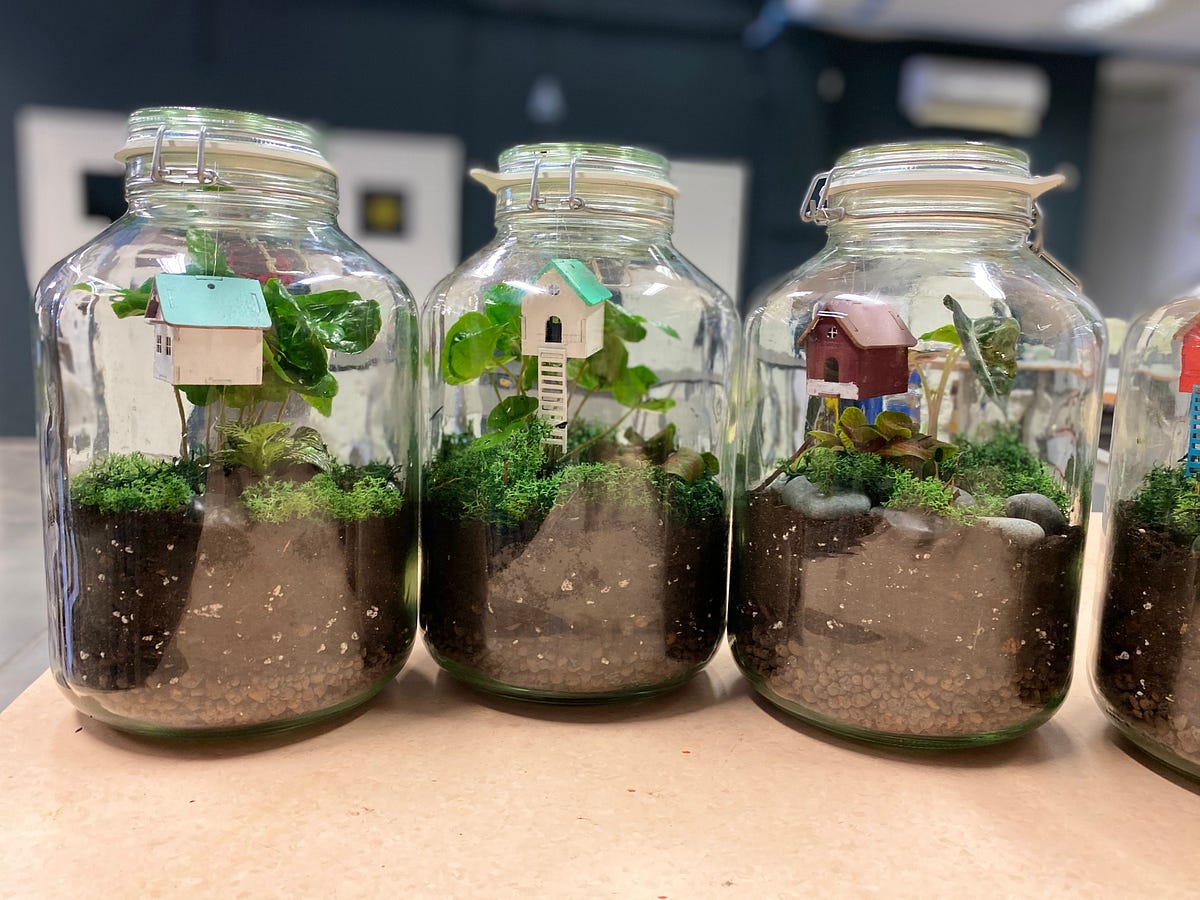 Plant Ecosystem In A Jar